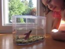 Pets in the preschool classroom